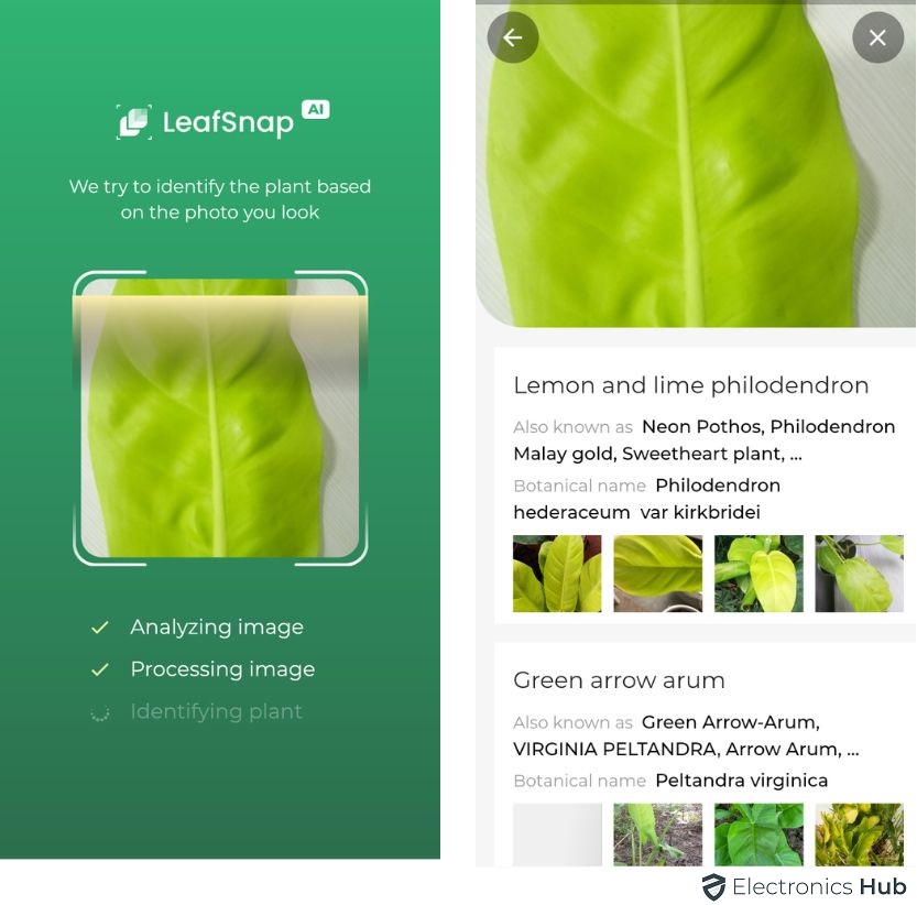 应用程序识别植物(最好的应用程序识别)——ElectronicsHubbob多特蒙德官方下载 - BOB官方网站平台